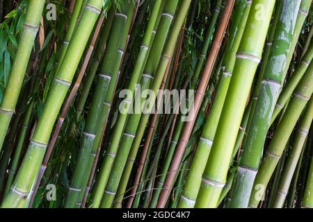 Bamboos in Sarvar arboretum, Sarvar, Hungary Stock Photo - Alamy