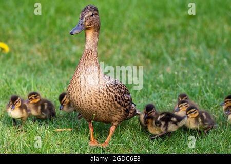 Mother and father duck with ducklings Stock Photo - Alamy