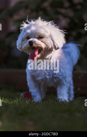 A closeup of a poodle running in the garden Stock Photo - Alamy