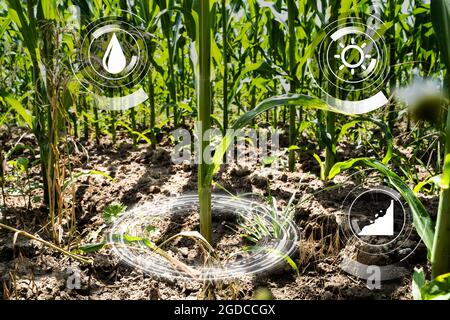 Corn Farm Smart Agriculture Technology And Farming System Stock Photo ...