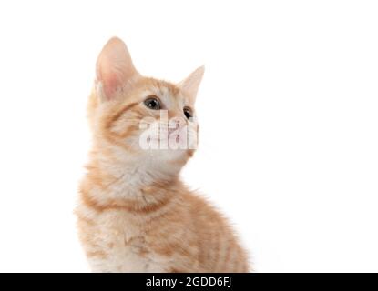 Cute baby yellow kitten isolated on white background Stock Photo - Alamy