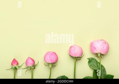 Beautiful peony roses on color background Stock Photo - Alamy