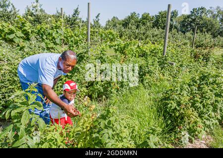 Child picking raspberry. Kids pick fresh fruit on organic raspberries ...