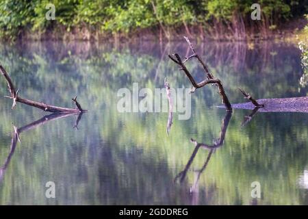 tree branches sticking straight out of a calm relfective lake in summer ...