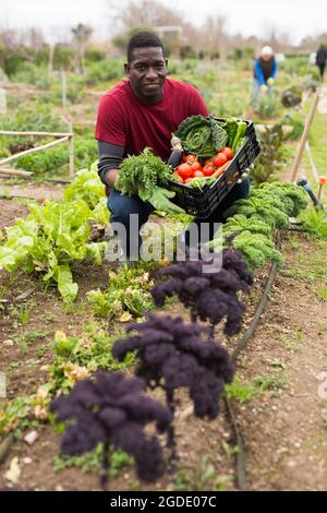 Afro-american man harvesting ripe arugula in a box Stock Photo - Alamy