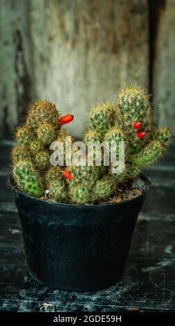 Beautiful clump of Mammilaria cactus with wooden background Stock Photo ...