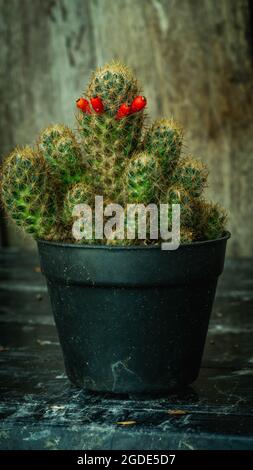 Beautiful clump of Mammilaria cactus with wooden background Stock Photo ...