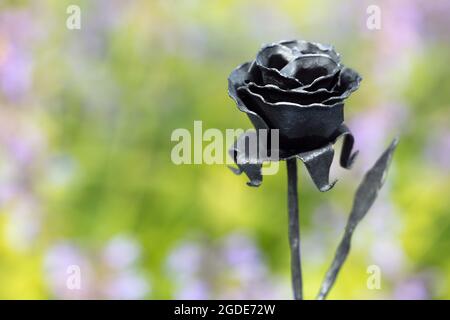 Black metallic rose in a garden. Colorful background Stock Photo - Alamy