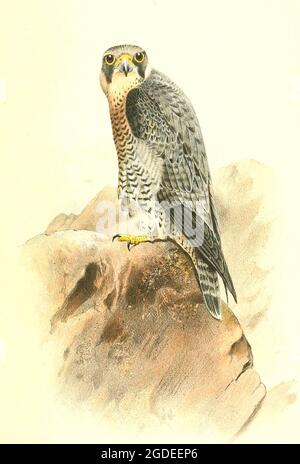 Coloured figures of the birds of the British Islands - issued by Lord ...