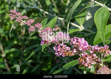 Buddleja x weyeriana ‘Pink Pagoda’ (hybrid Buddleia variety) known as a ...