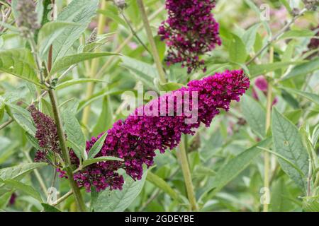 Buddleja davidii 'Buzz Velvet' (buddleia variety), known as a butterfly ...