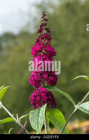 Buddleja butterfly bush 'Miss Ruby' in flower Stock Photo - Alamy