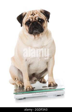 Fat pug is weighed Stock Photo - Alamy