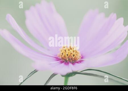 Pink cosmos in soft focus Stock Photo - Alamy