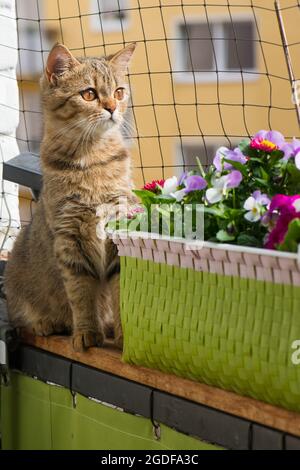 Tabby cat on summer balcony Stock Photo - Alamy