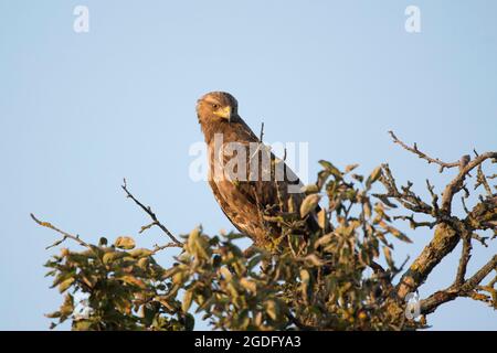 lesser spotted eagle sitting on ground Stock Photo - Alamy