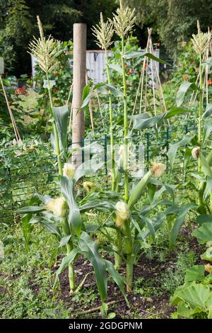 Sweetcorn Swift F7 in an allotment Stock Photo - Alamy