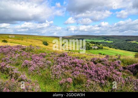 Purple Heather above Hardcastle Crags, Heptonstall Moor, Pennines ...