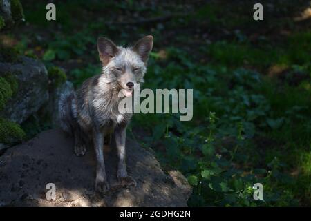 Pastellfuchs / Pastel fox / Vulpes Stock Photo - Alamy
