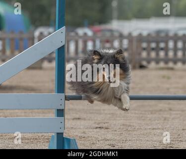 Closeup shot of a Shetland Sheepdog jumping over an agility hurdle ...