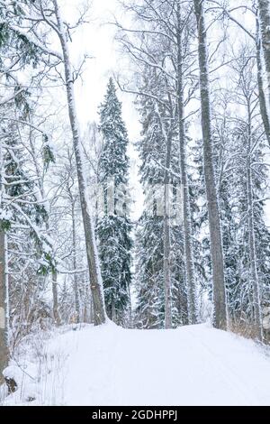 Winter woods, snowy mood. Cloudy day Stock Photo - Alamy