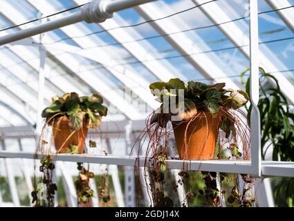 Plants growing in the Victorian greenhouses at Eythrope Gardens on the ...