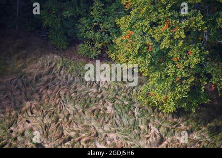 Landschaft Bayern - Bayrischer Wald - Wiese / Landscape Bavaria ...