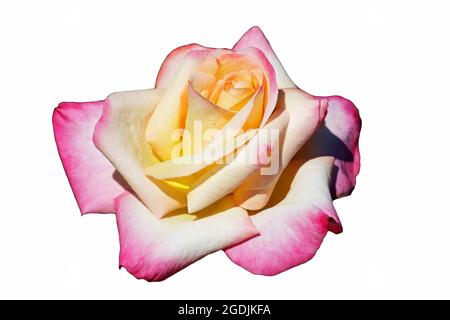 Single Rose Isolated on White Background Stock Photo - Alamy