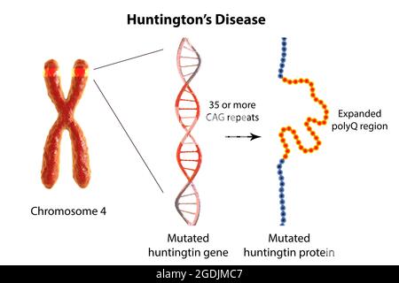 Molecular genesis of Huntington's disease, 3D illustration Stock Photo ...