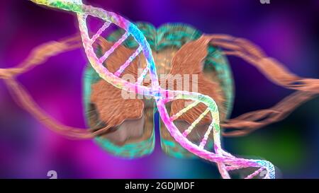 Hereditary spinal cord disorders, conceptual computer illustration ...