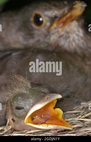 blackbird (Turdus merula), begging nestling, portrait, Austria Stock ...