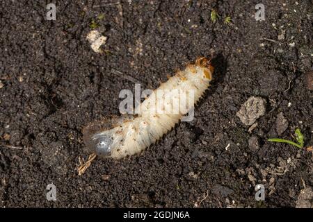 Rose chafer, larva, larvae, grub, grubs, Rosenkäfer, Larve, Engerling ...