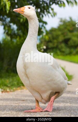 domestic goose (Anser anser f. domestica), waddling on a path Stock ...