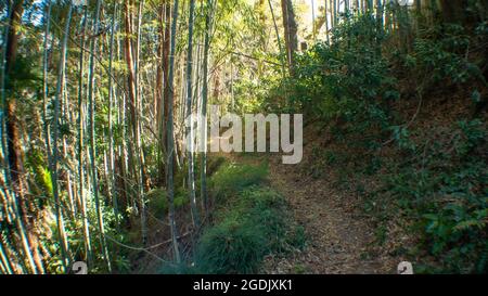 Green bamboo forest rustling by the summer wind in Kanagawa, Japan ...