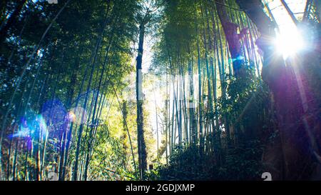 Green bamboo forest rustling by the summer wind in Kanagawa, Japan ...