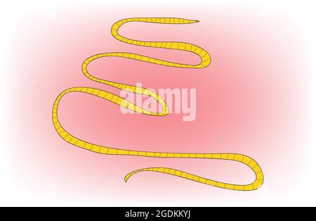 The structure of the pork tapeworm. Vector illustration on isolated ...