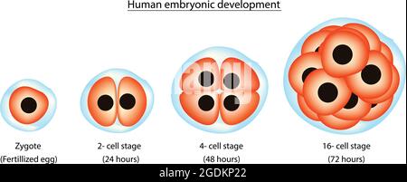 Biological illustration of human embryonic development - Different four ...