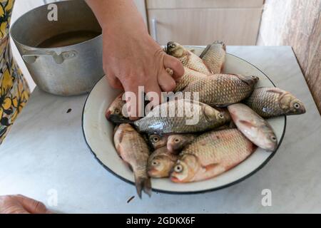 woman cleaning freshly caught wild fish at home, crucian carp Stock ...