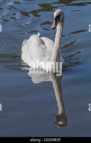 Swans Backwell Lake Nature Reserve Stock Photo - Alamy