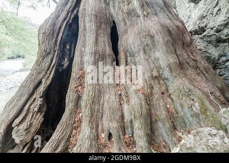 Detail of Montezuma cypress (Taxodium mucronatum), Guatemala Stock ...