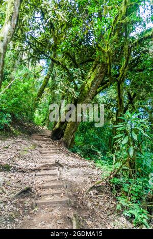 Cloud forest covering San Pedro volcano, Guatemala Stock Photo - Alamy