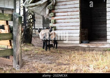 Cameroon sheep in an open-air enclosure, natural breeding. Livestock on ...