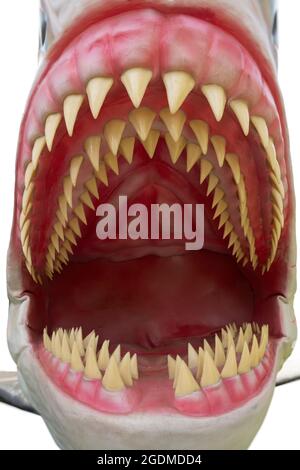 Detail of the megalodon's teeth. The Megalodon is an extinct ...