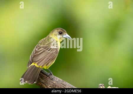 Lemon-rumped Tanager Ramphocelus icteronotus Tandayapa, Ecuador 6 ...
