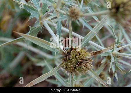 The Vila Rodona day, with the colorful umbrellas, flowers and old ...