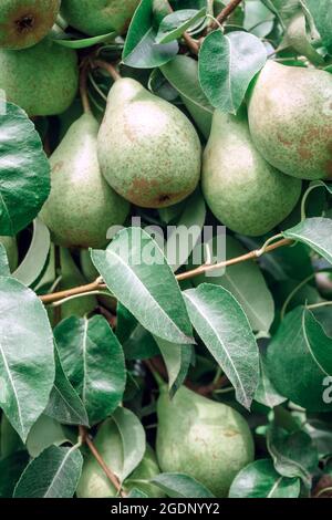 Beautiful fresh big young pears growing on a tree. Close up Stock Photo ...
