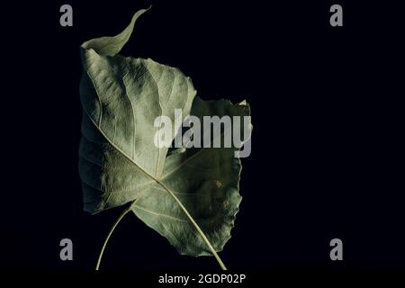 Beautiful faded old one leaf o a black. Minimalism autumn style concept ...