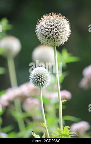Perennial herb Russian globe thistle plant Echinops exaltatus Stock ...