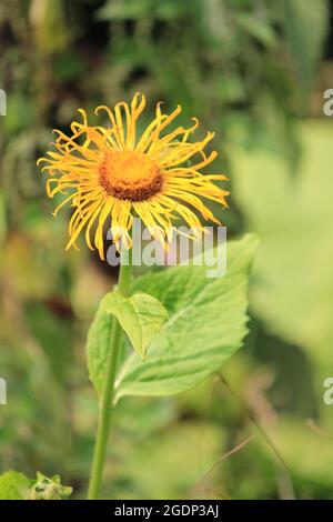 Inula racemosa, yellow flowers Stock Photo - Alamy
