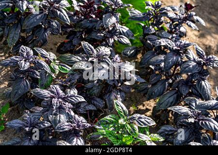 Many leaves of ripe purple basil close-up in summer garden Stock Photo ...